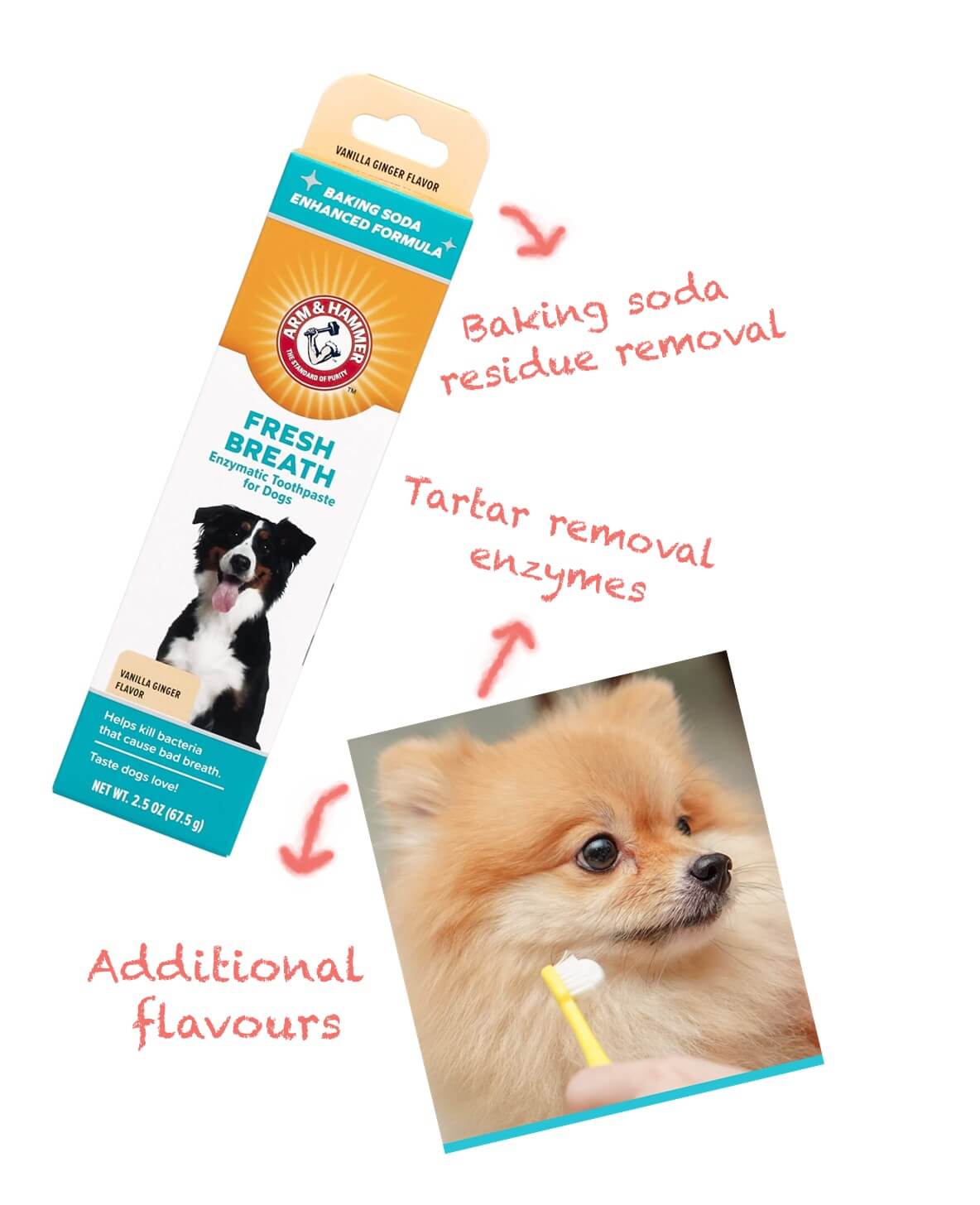 What is the best dog toothpaste for your pet? - HubKnot